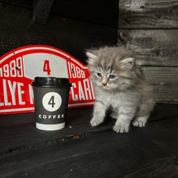 Four Coffee – fourtillfour